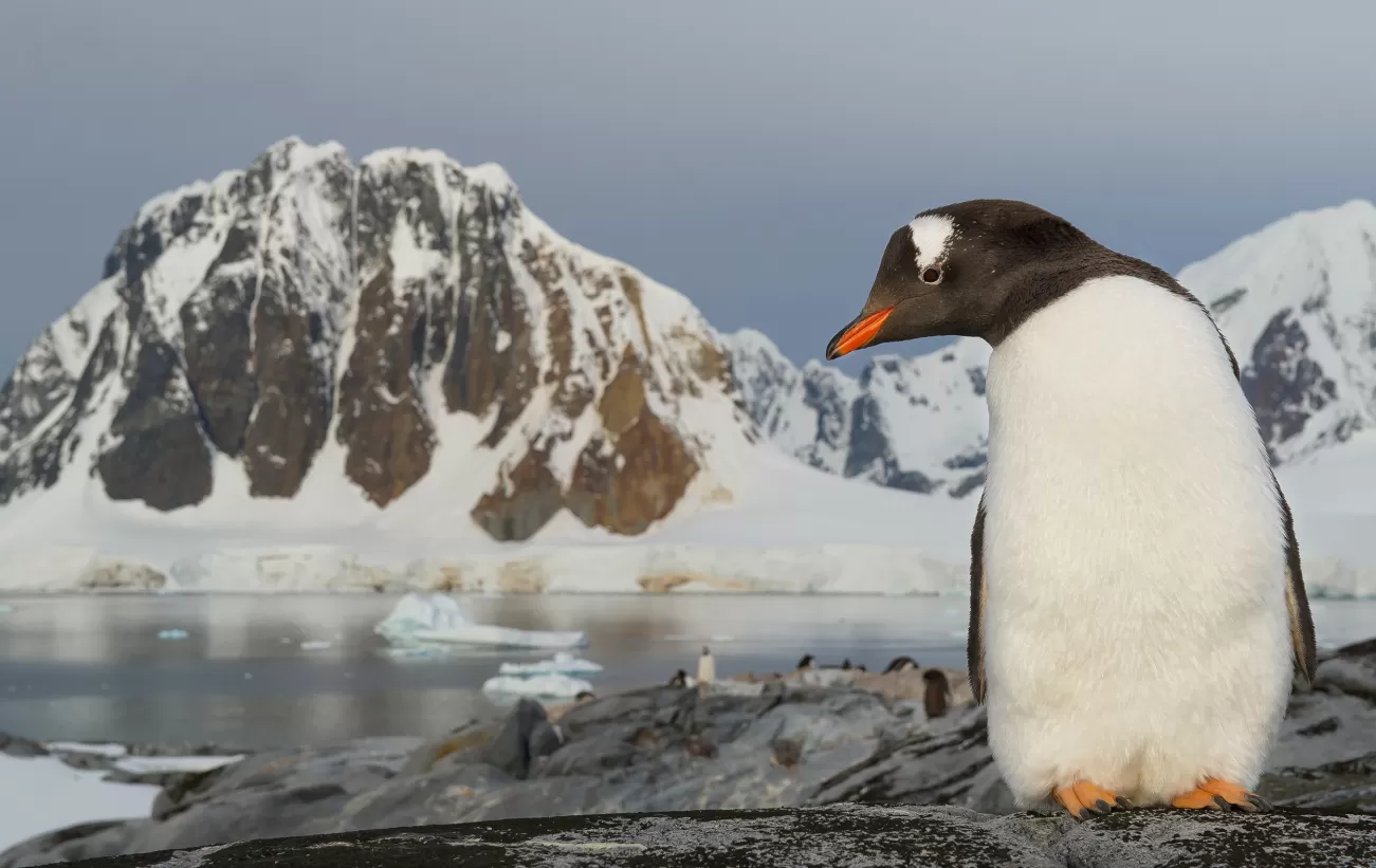 12-Day Antarctic Explorer: Discovering the 7th Continent Cruise from ...