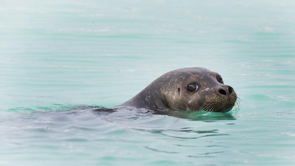 11-day Exploration of Svalbard Polar Expedition Cruise on the M/S Quest