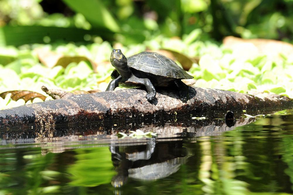 Yasuni Kichwa Ecolodge - Amazon Rainforest tours in Ecuador