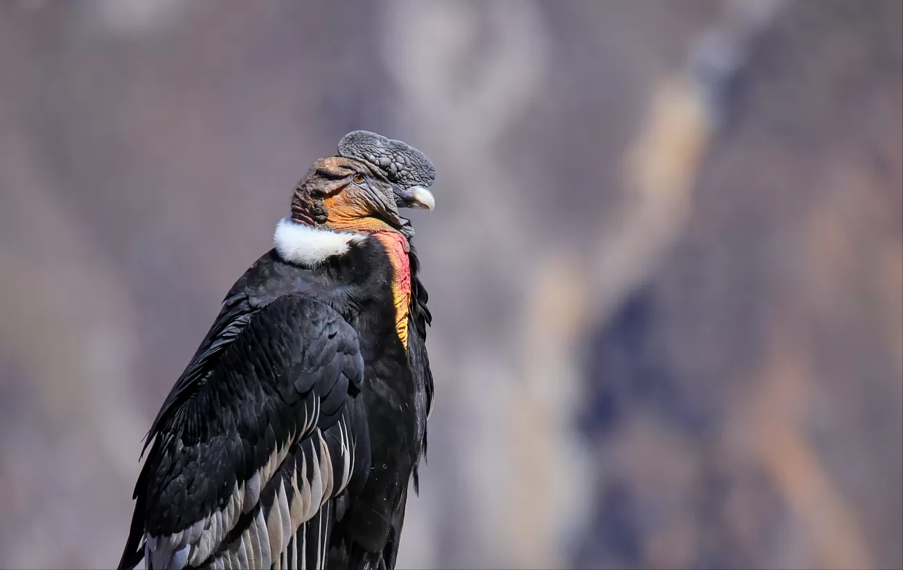 Private Full Day Tour to Mirador del Condor in Chonta