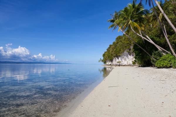 10-Day Papua's Whale Sharks and Birds of Paradise Cruise aboard Ombak Putih