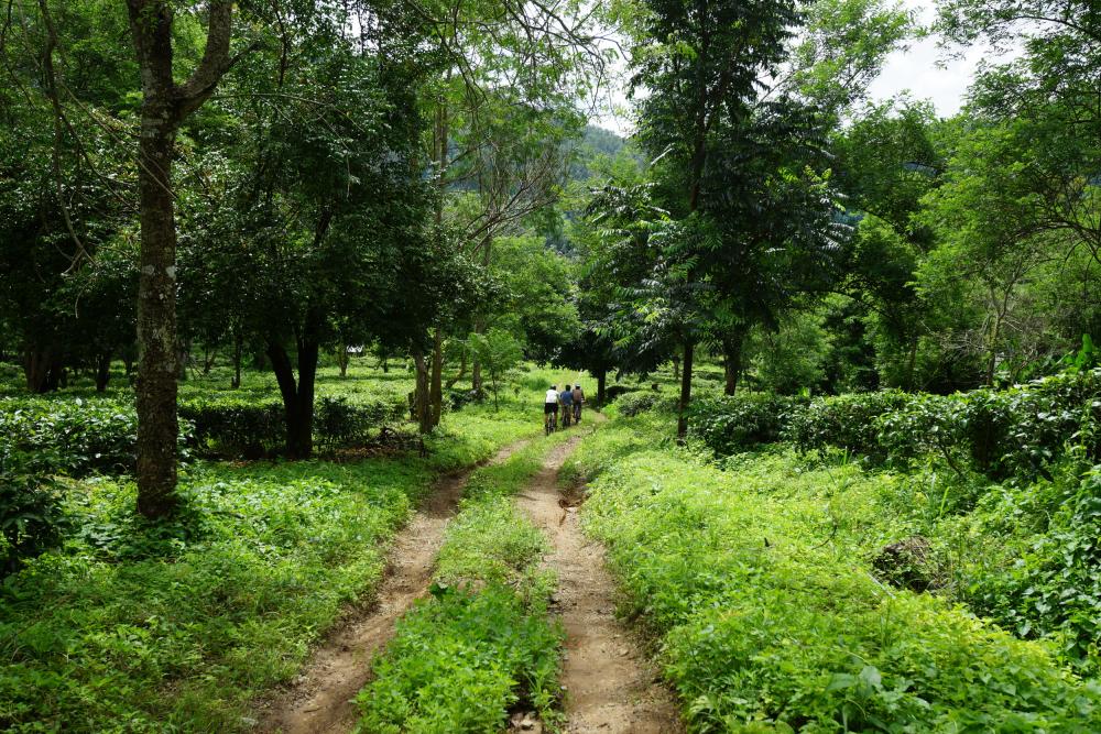 Lisu Lodge - Hill Tribe EcoLodge in Chiang Mai