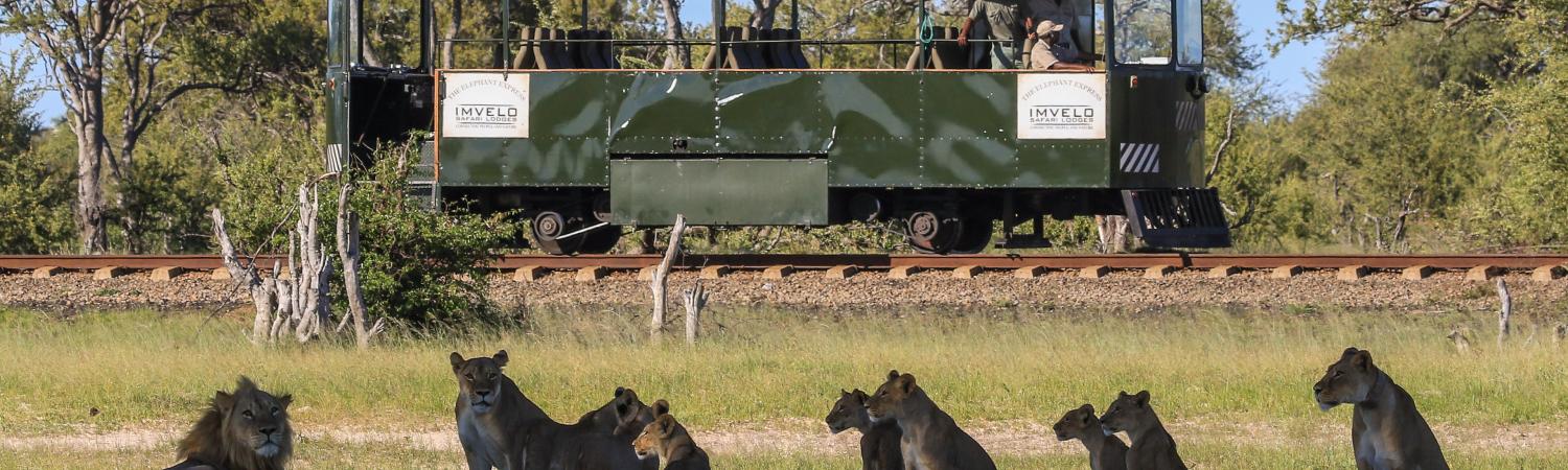 Zimbabwe Train Safari - Explore Victoria Falls and Hwange National Park ...