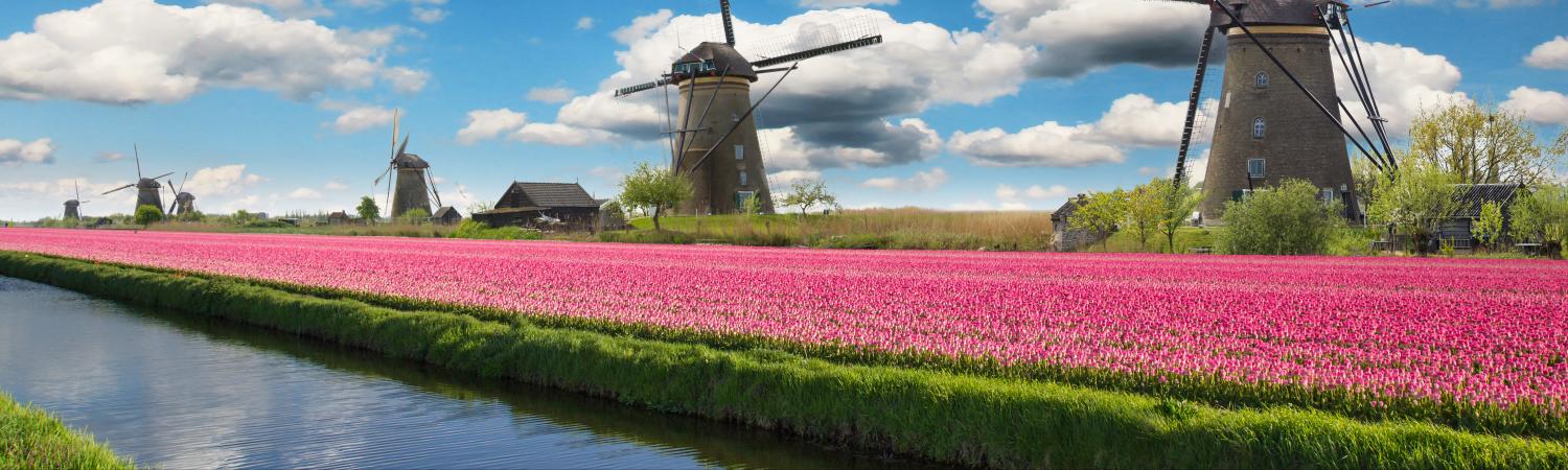 11-Day Windmills, Tulips & Belgian Delights with Bruges Cruise aboard ...