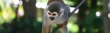 Galapagos Cruise & Amazon 15-day Ecuador Tour - Wildlife Odyssey