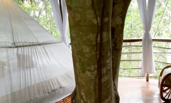 TreeHouse Lodge - explore Peruvian Amazon beautiful nature