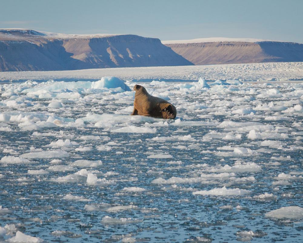 Arctic Cruise - Explore the Canadian High Arctic during this 12-day ...