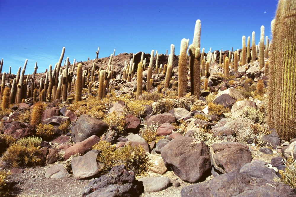 Bolivia Highlands - Traveler Stories