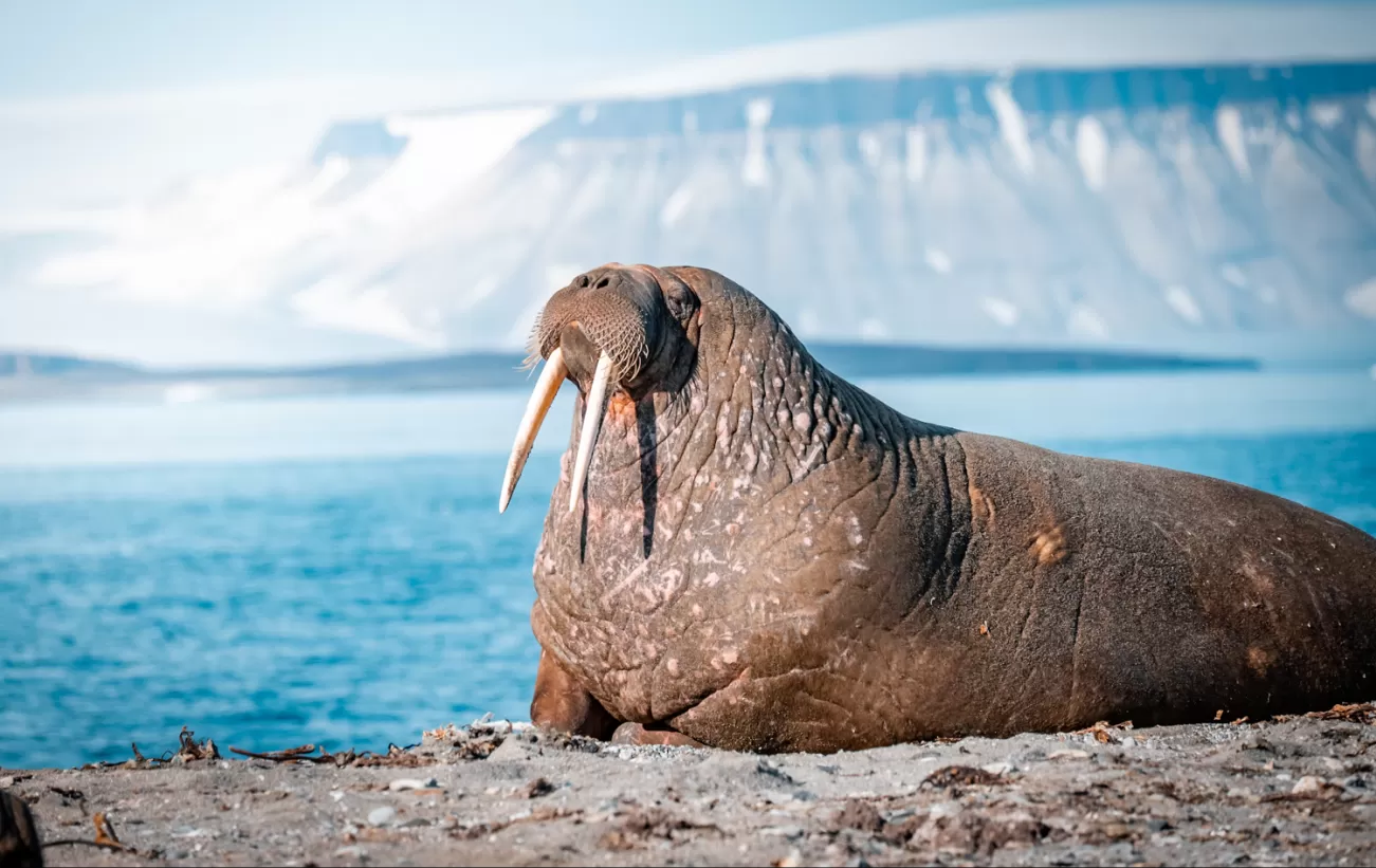 10-day Ultimate Svalbard adventure to explore the beautiful natural ...