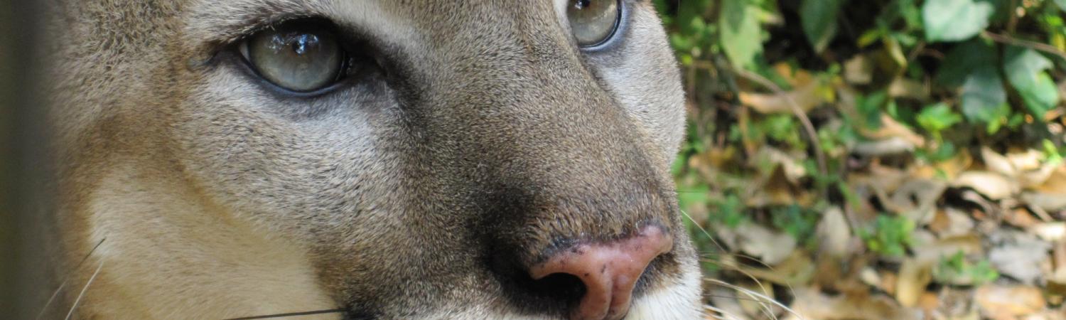 The Belize Zoo: its history and impact today