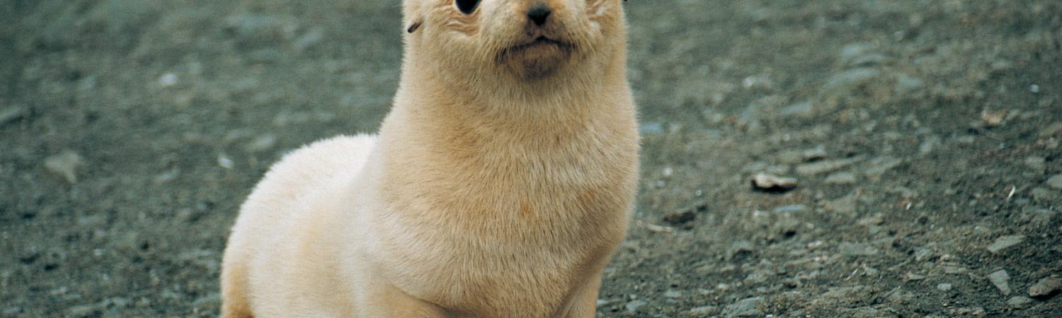 Nature and Wildlife in Chile: Learn about one of South America's finest ...