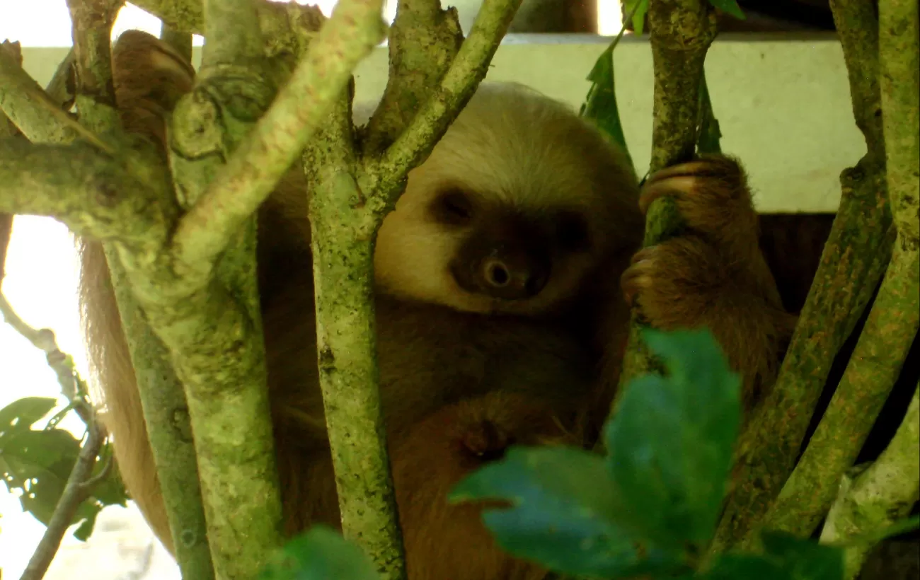 Costa Rica tour - Sloth Sanctuary Tour