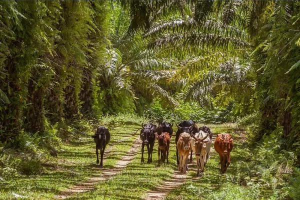 14-days Madagascar & the Mascarene islands adventure aboard Le Champlain