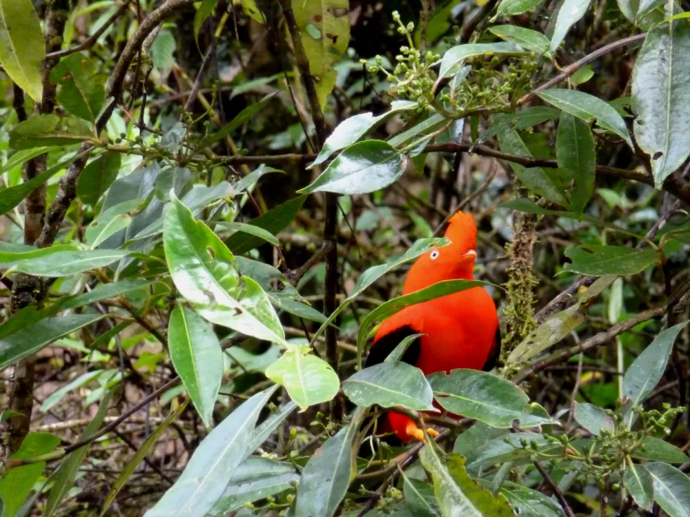 Most Magnificent Pair: Manu and Machu Picchu - Peru Traveler Stories