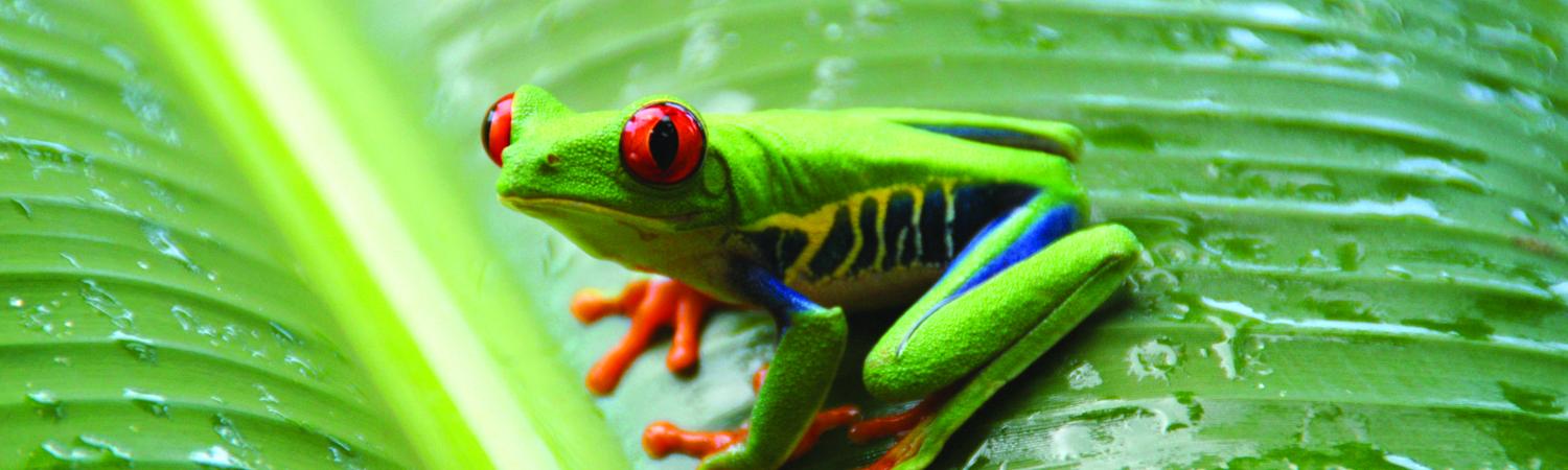 Ecuador Animals & Wildlife Guide + Galapagos Wildlife