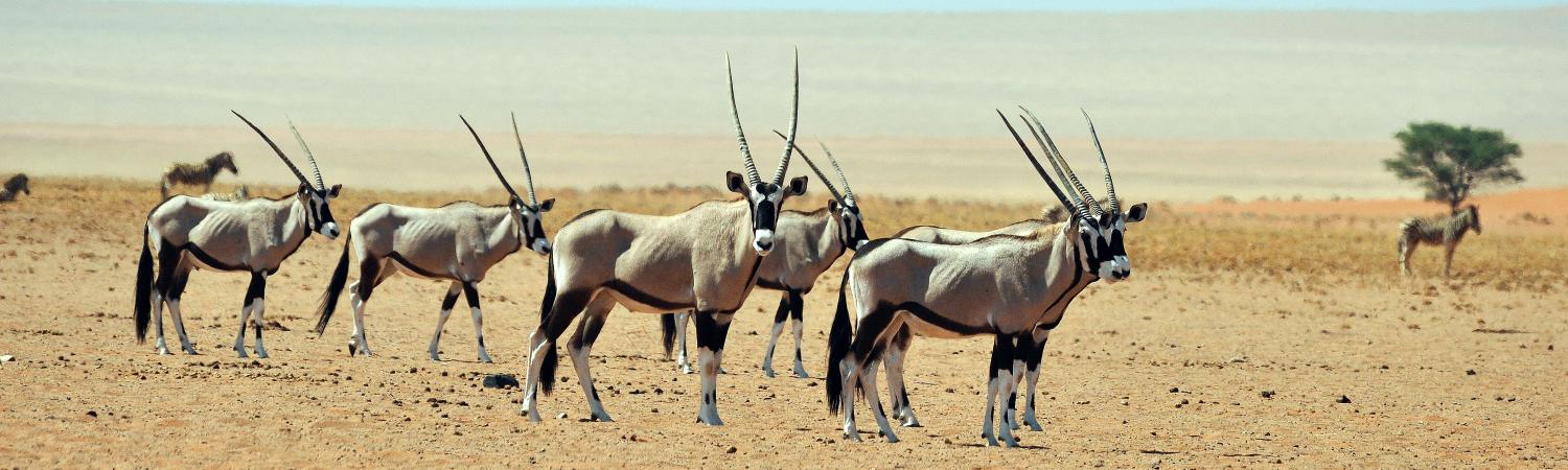 Namibia Safari - Explore the best of Namibia on this African Safari