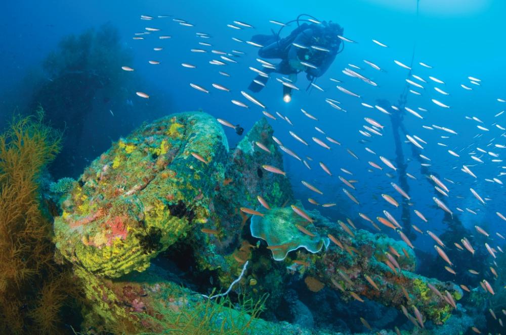 3 Solomon Islands Wildlife Safari Tours for 2024-2025