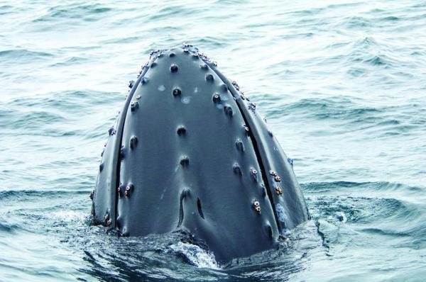 Cruise the Canadian Maritimes and Newfoundland aboard the National ...