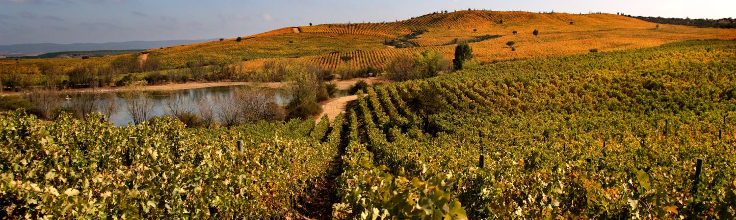 Best of Chile’s Central Valley 7-day tour