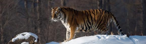 Adventure to China include exciting exploration of Chinese Wildlife