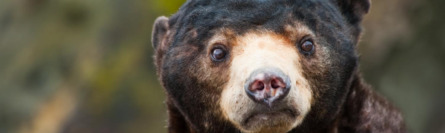 Cambodia Wildlife - Cambodia Travel Articles