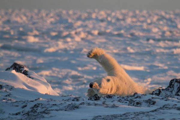 Polar Bear Migration Fly-In Safari Arctic Trip