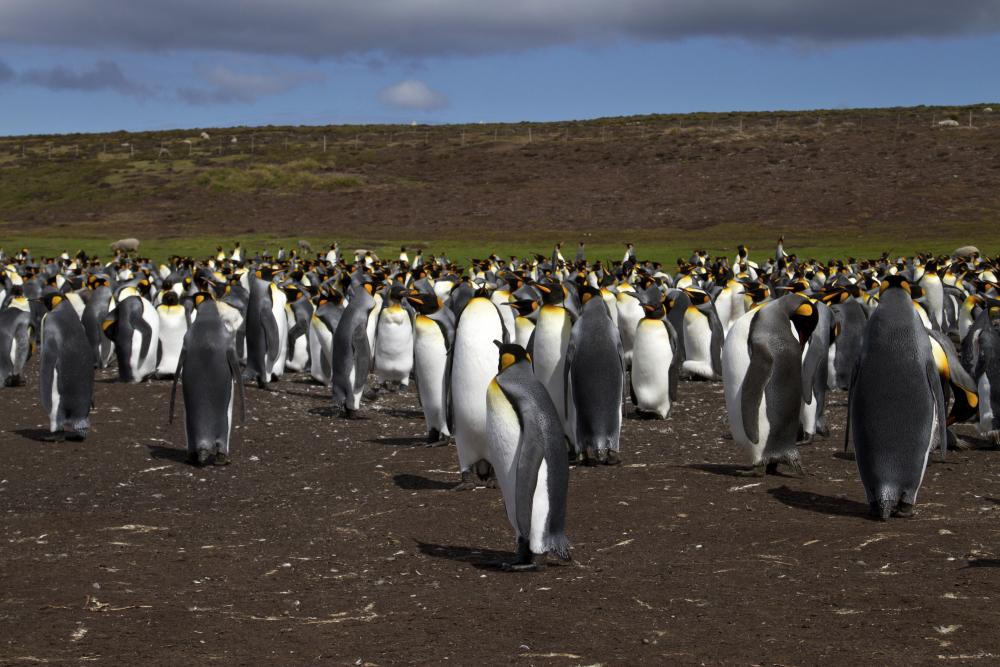 16 Best Magdalena Cruises, Trips, & Tours for 2024-2025 - Adventure Life